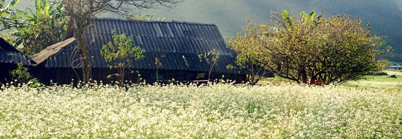 Bỏ túi checklist kinh nghiệm khám phá Mộc Châu tự túc chi tiết nhất