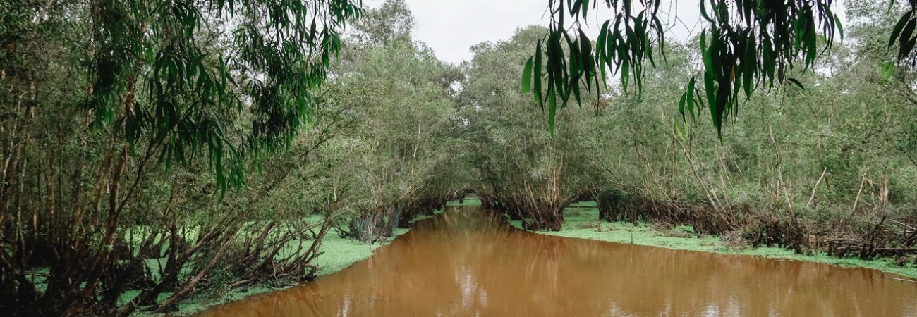Kinh nghiệm đi rừng tràm Trà Sư đầy đủ và chi tiết nhất