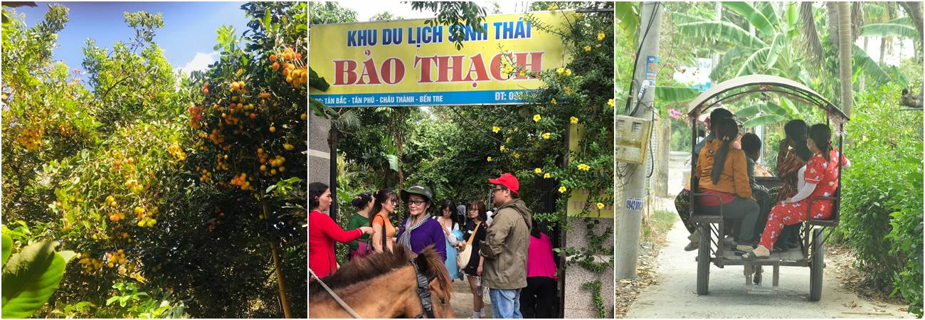 Đến Vườn trái cây Bến Tre Bảo Thạch tận hưởng kỳ nghỉ cuối tuần