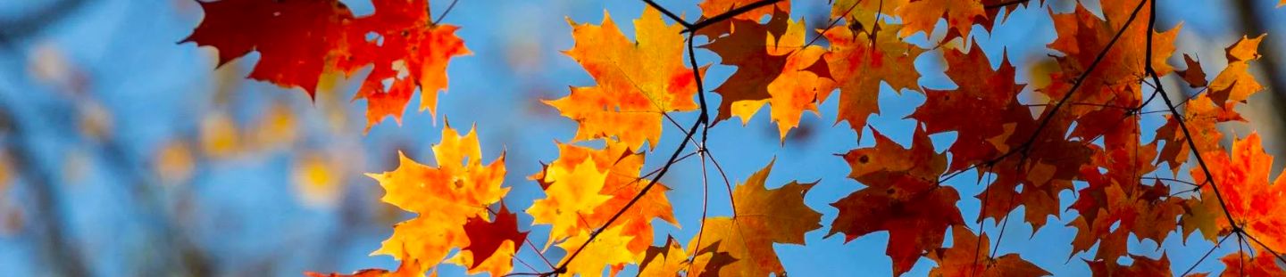 Mùa thu Canada và bức tranh thiên nhiên đẹp xao xuyến