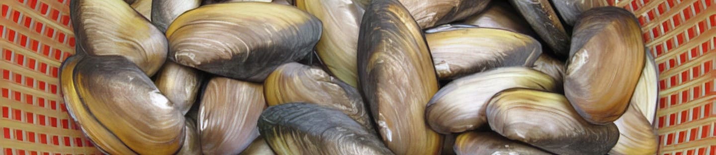 Nắng mưa tìm con chang chang, đặc sản nổi tiếng Mũi Né