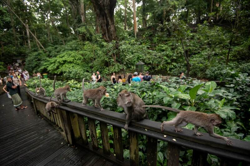 Rừng Khỉ Ubud Bali, nơi giao thoa giữa thiên nhiên và tâm linh