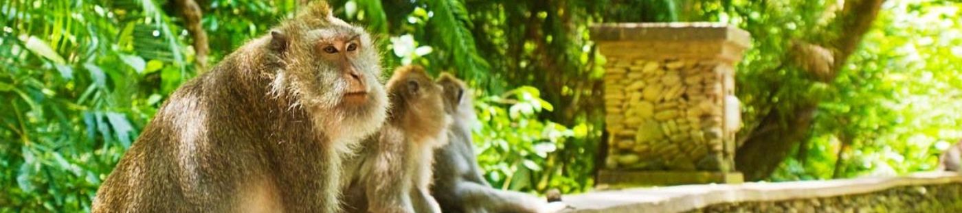 Rừng Khỉ Ubud Bali, nơi giao thoa giữa thiên nhiên và tâm linh